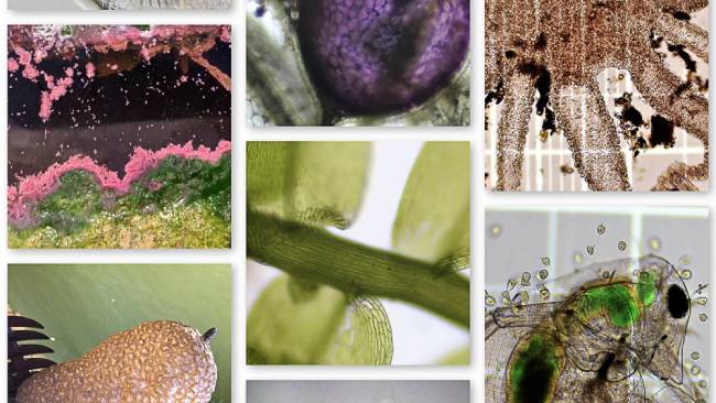 Algae Corner | diy.SePRO.com