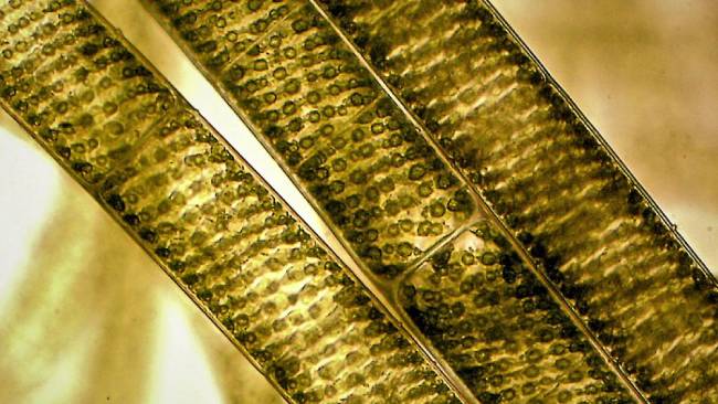 Algae Corner | diy.SePRO.com