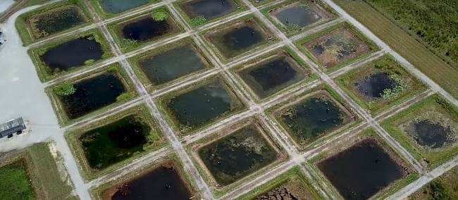 Algae Corner | diy.SePRO.com