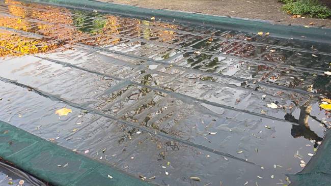 Algae Corner | diy.SePRO.com