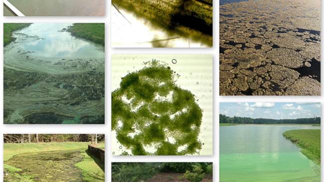 Algae Corner | diy.SePRO.com