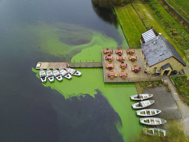 Algae Corner | diy.SePRO.com