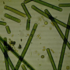 Algae Corner | diy.SePRO.com