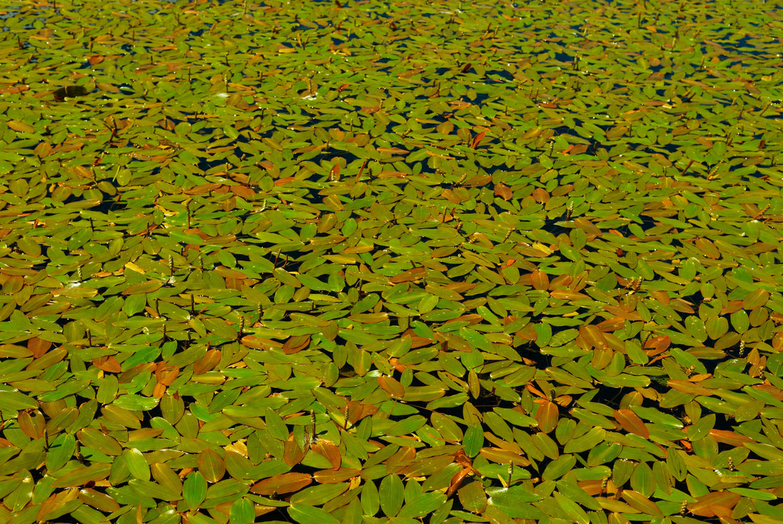 American Pondweed – diy.SePRO.com
