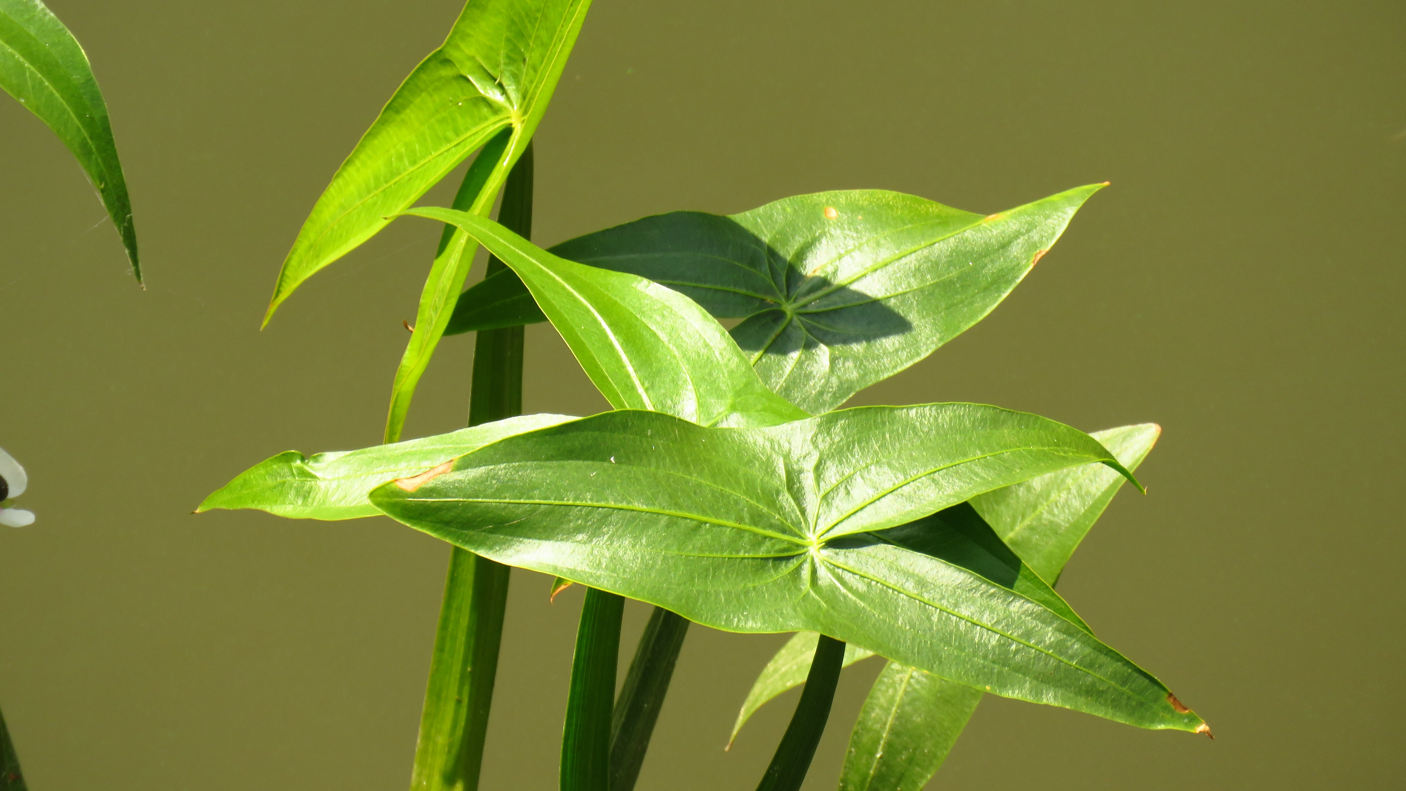 Shoreline Weeds – diy.SePRO.com