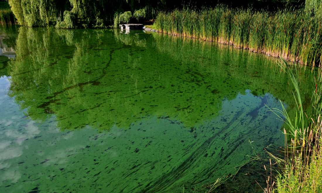 Blue-Green Algae – diy.SePRO.com