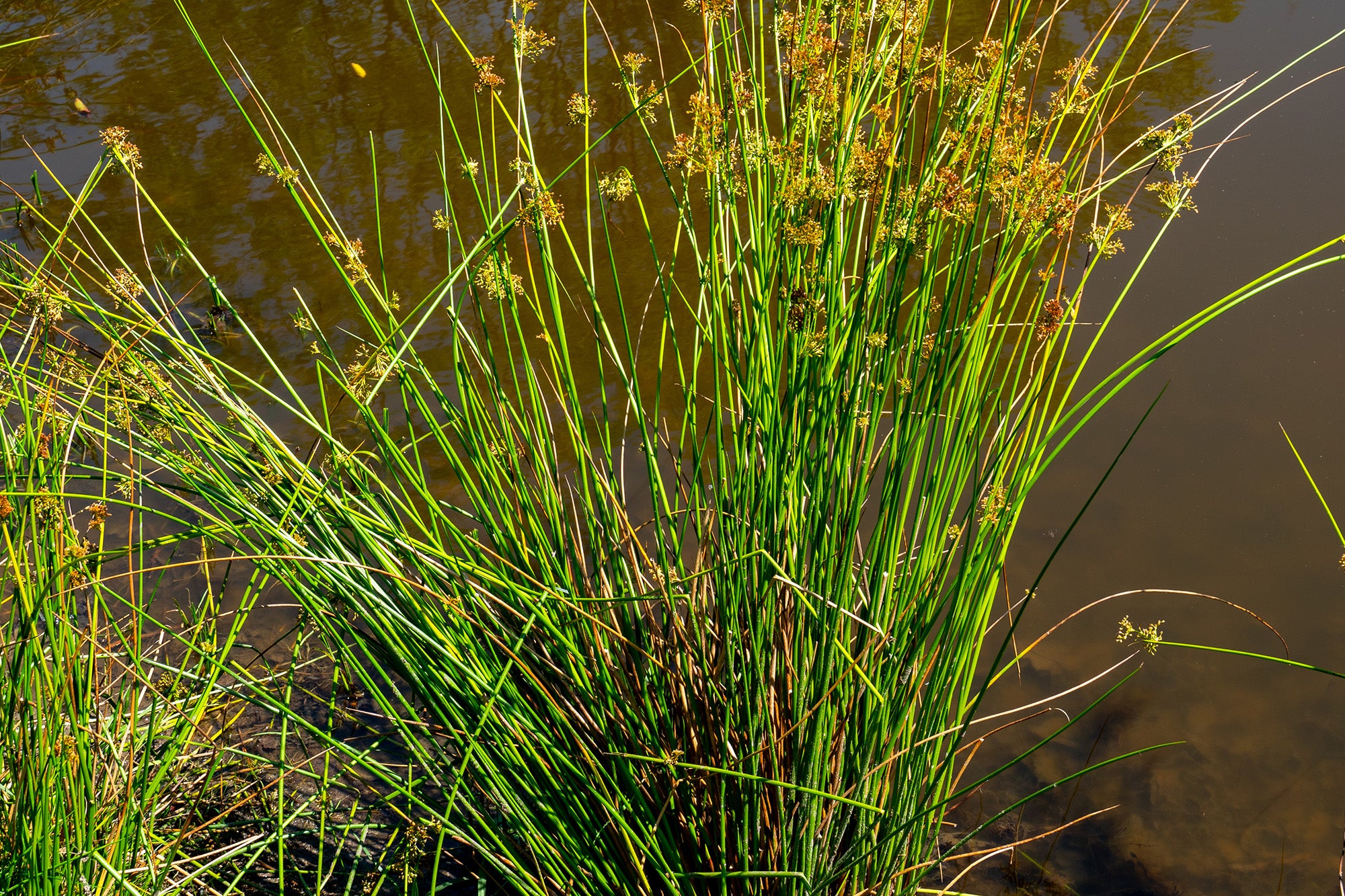 Shoreline Weeds – diy.SePRO.com