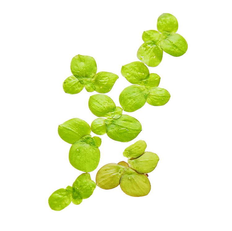 Duckweed – diy.SePRO.com