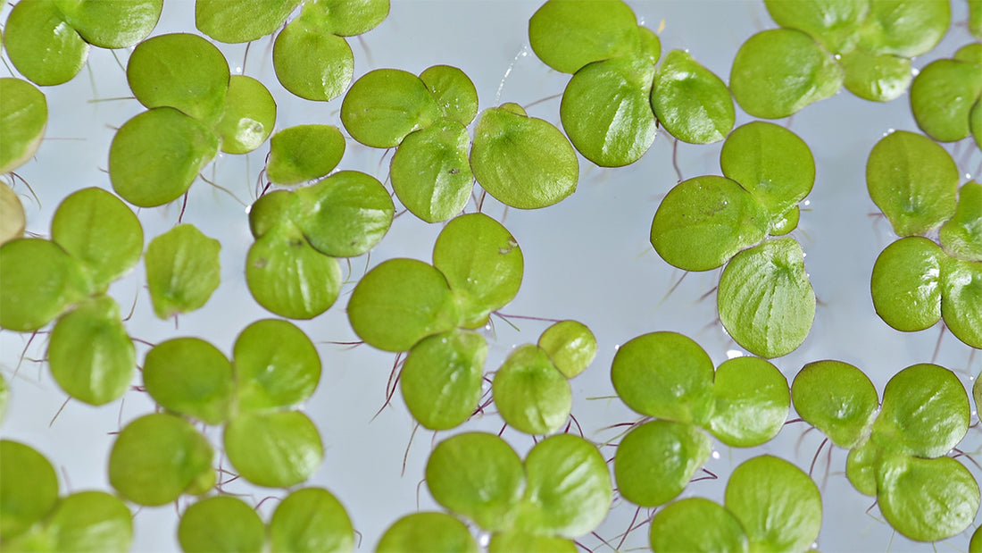 Duckweed 101 – diy.SePRO.com