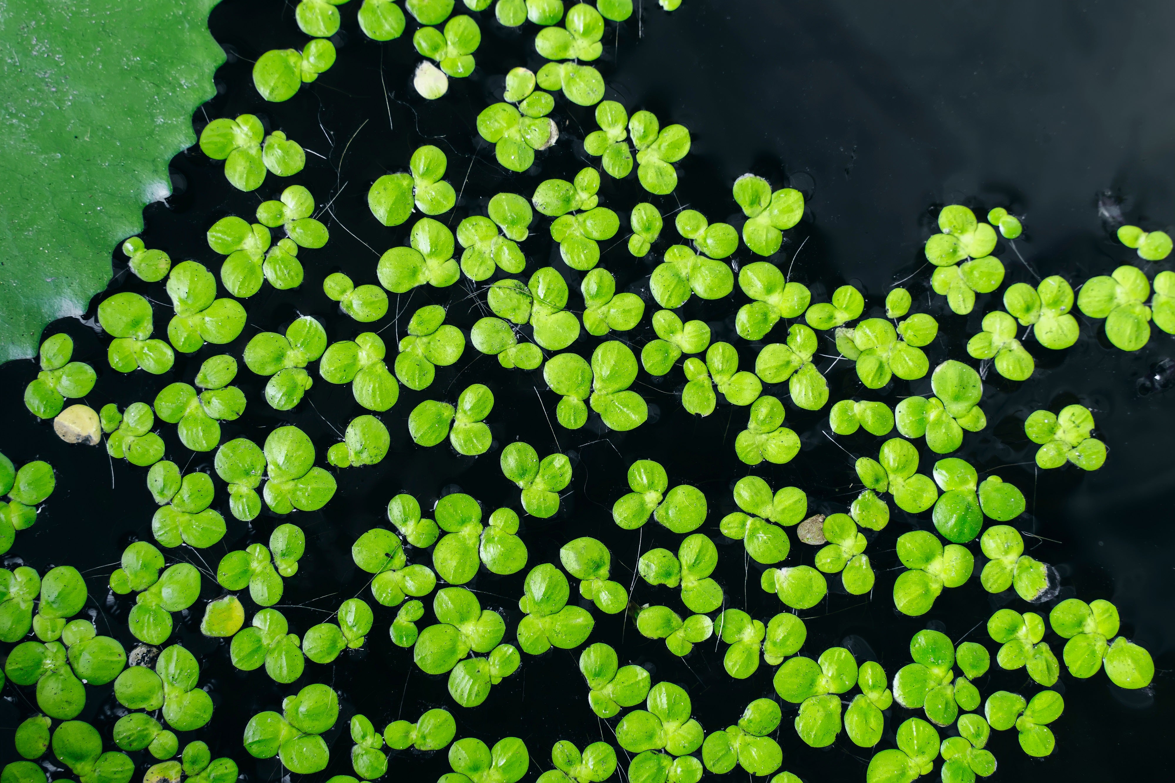 Floating Weeds | diy.SePRO.com