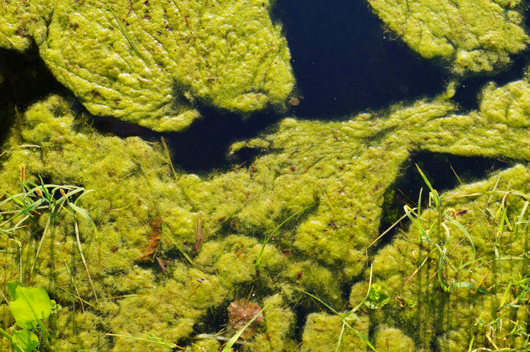 Filamentous Algae – diy.SePRO.com