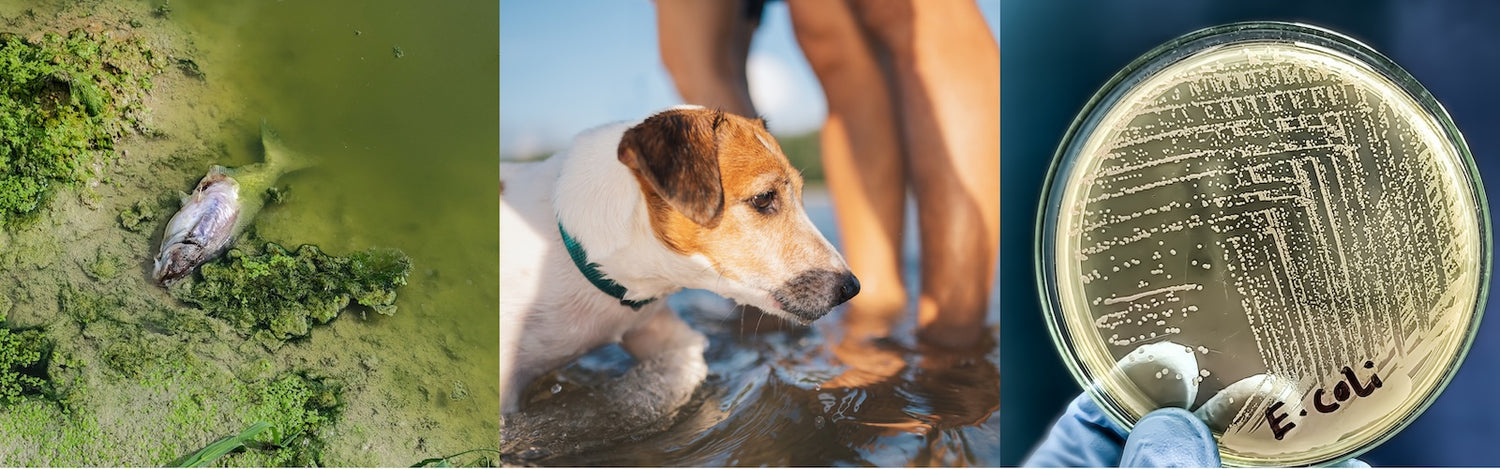 Labs – diy.SePRO.com