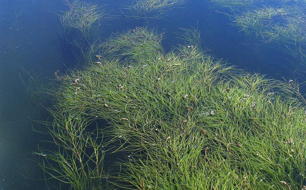 Submersed Weeds | diy.SePRO.com