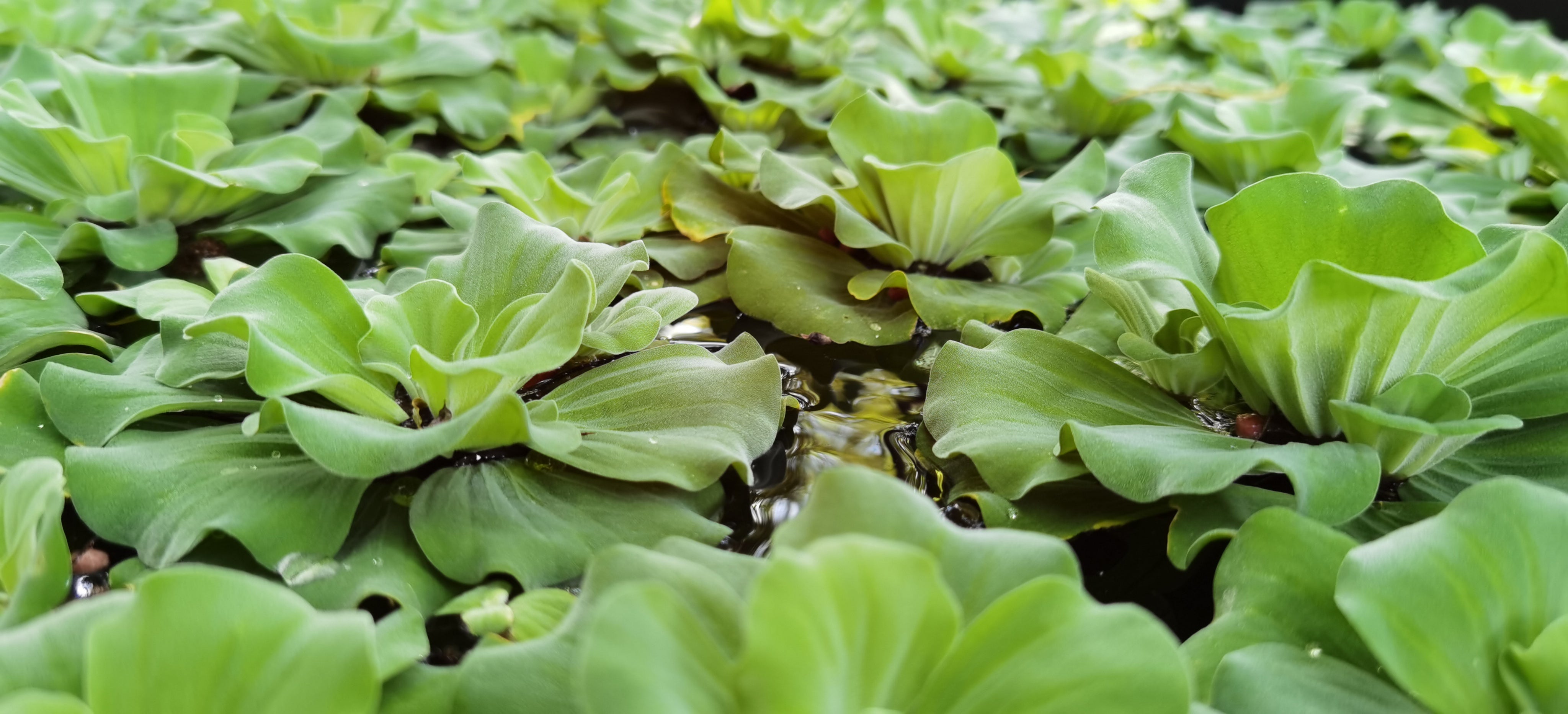 Floating Weeds | diy.SePRO.com