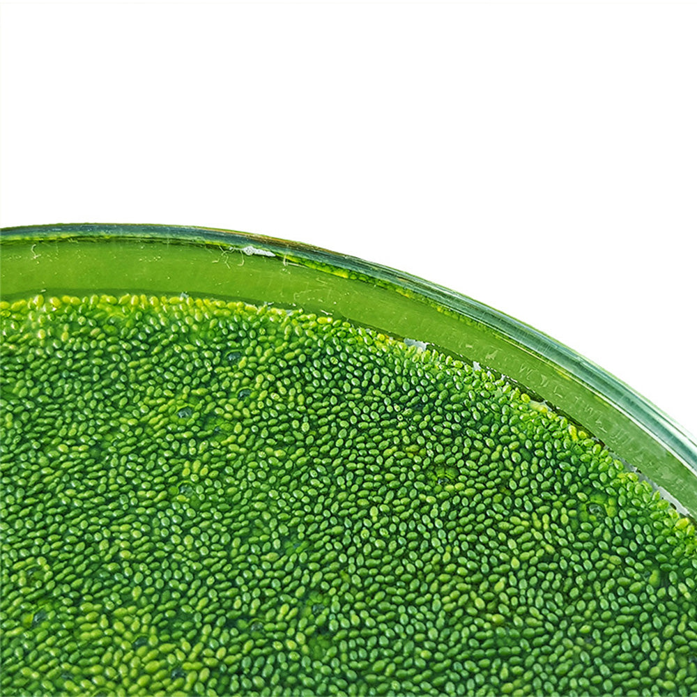 Watermeal – diy.SePRO.com