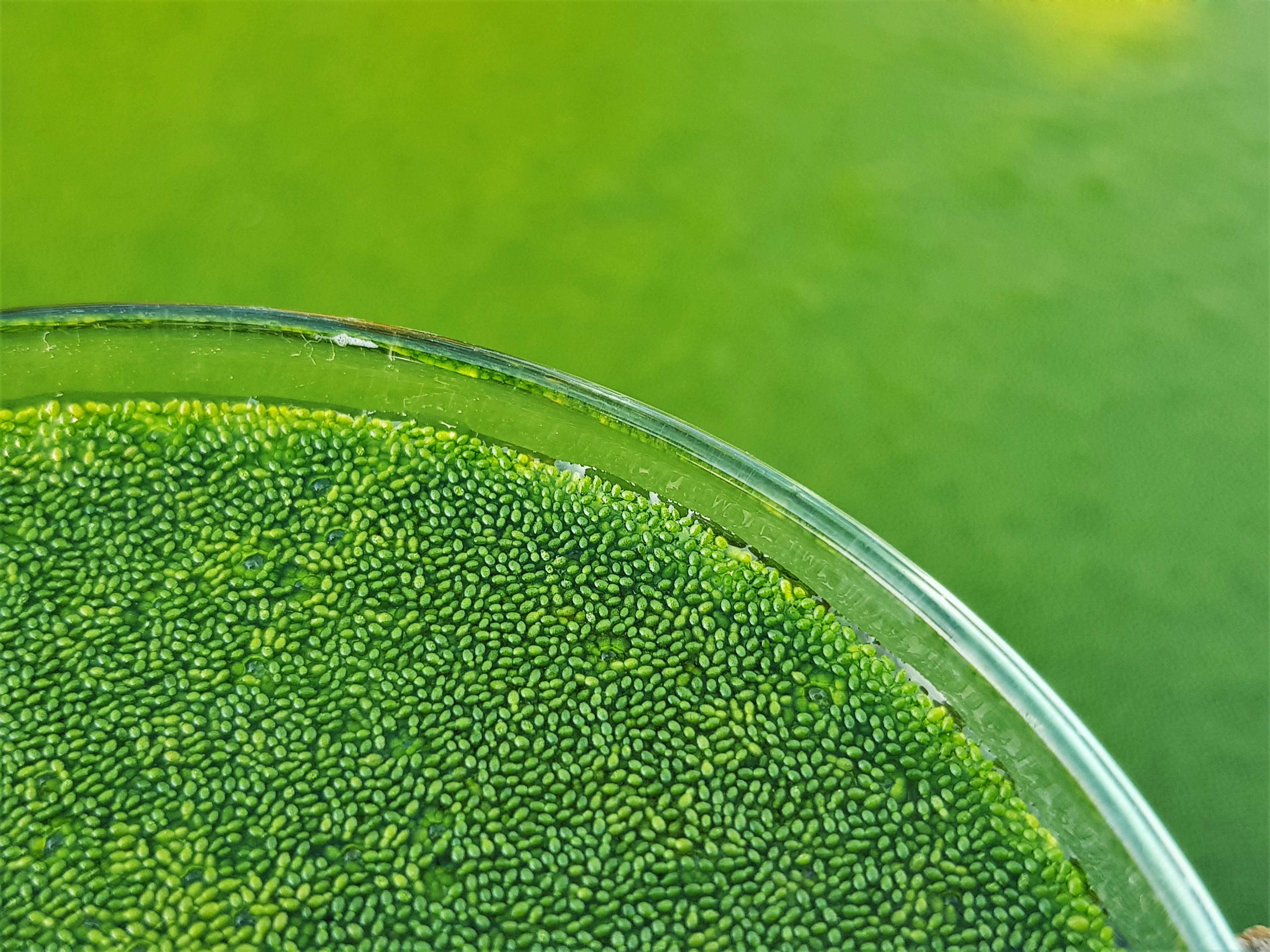 Floating Weeds | diy.SePRO.com