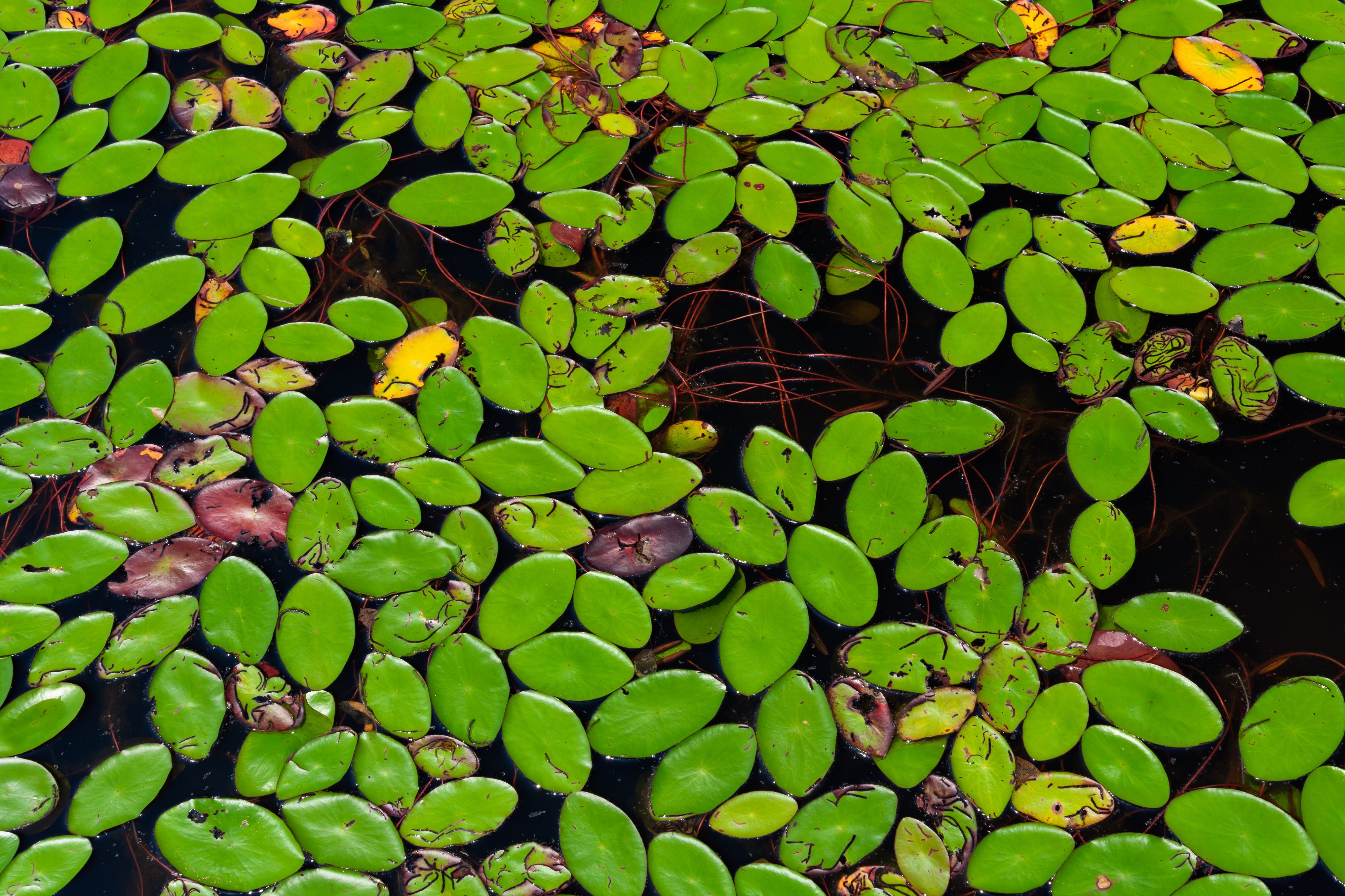 Floating Weeds | diy.SePRO.com